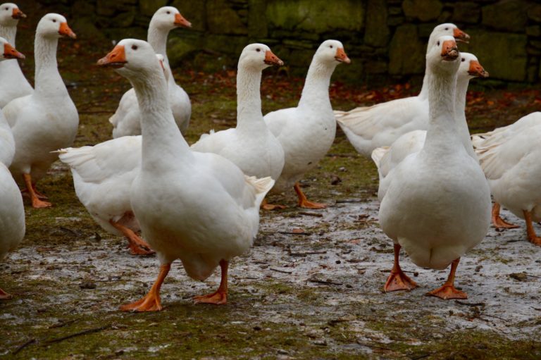 How to pluck a goose for Christmas | Louise Gray
